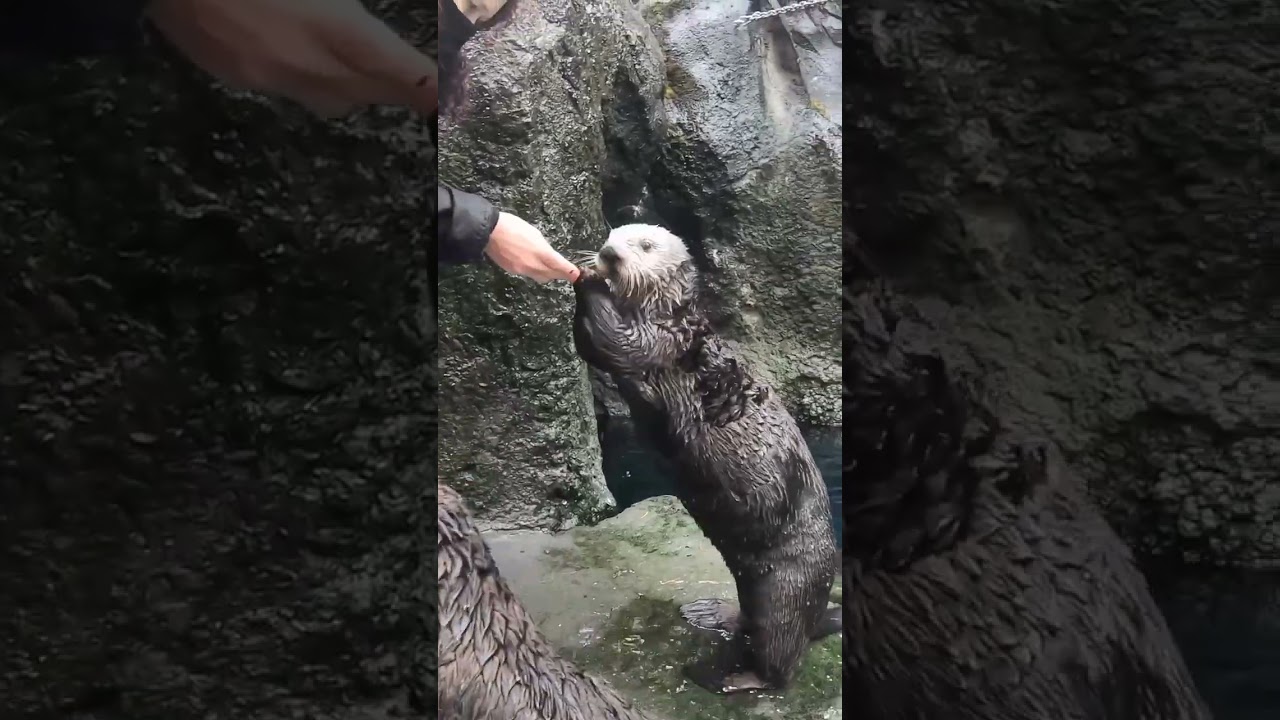 Otters demonstrate clever problem-solving skills