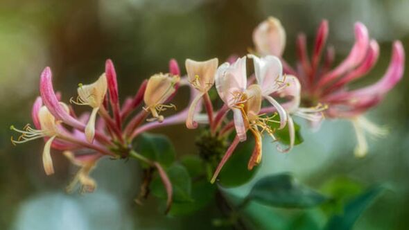 The 9 plants that will leave your garden smelling wonderful at night