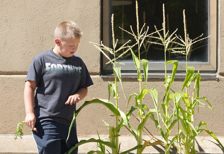 Cleveland Clinic Children's community garden in Akron is for the kids ...