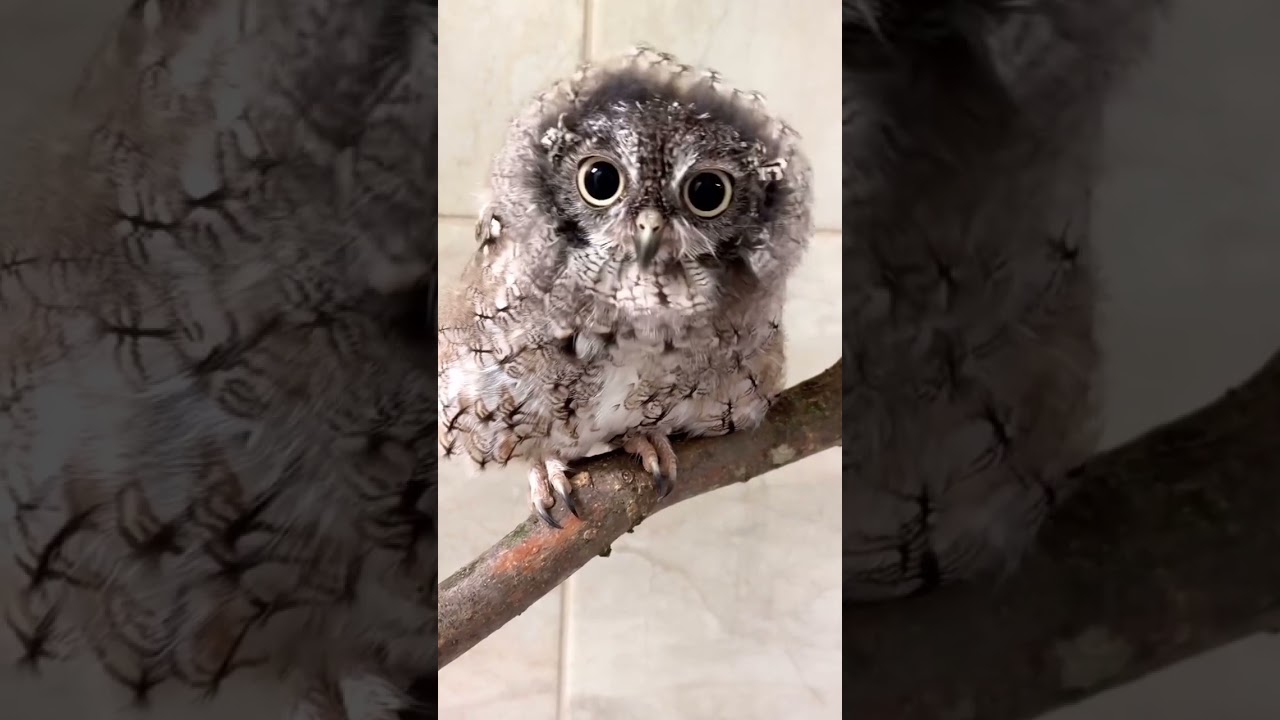 Eastern screech owl stuns with adorable wide-eyed expressions