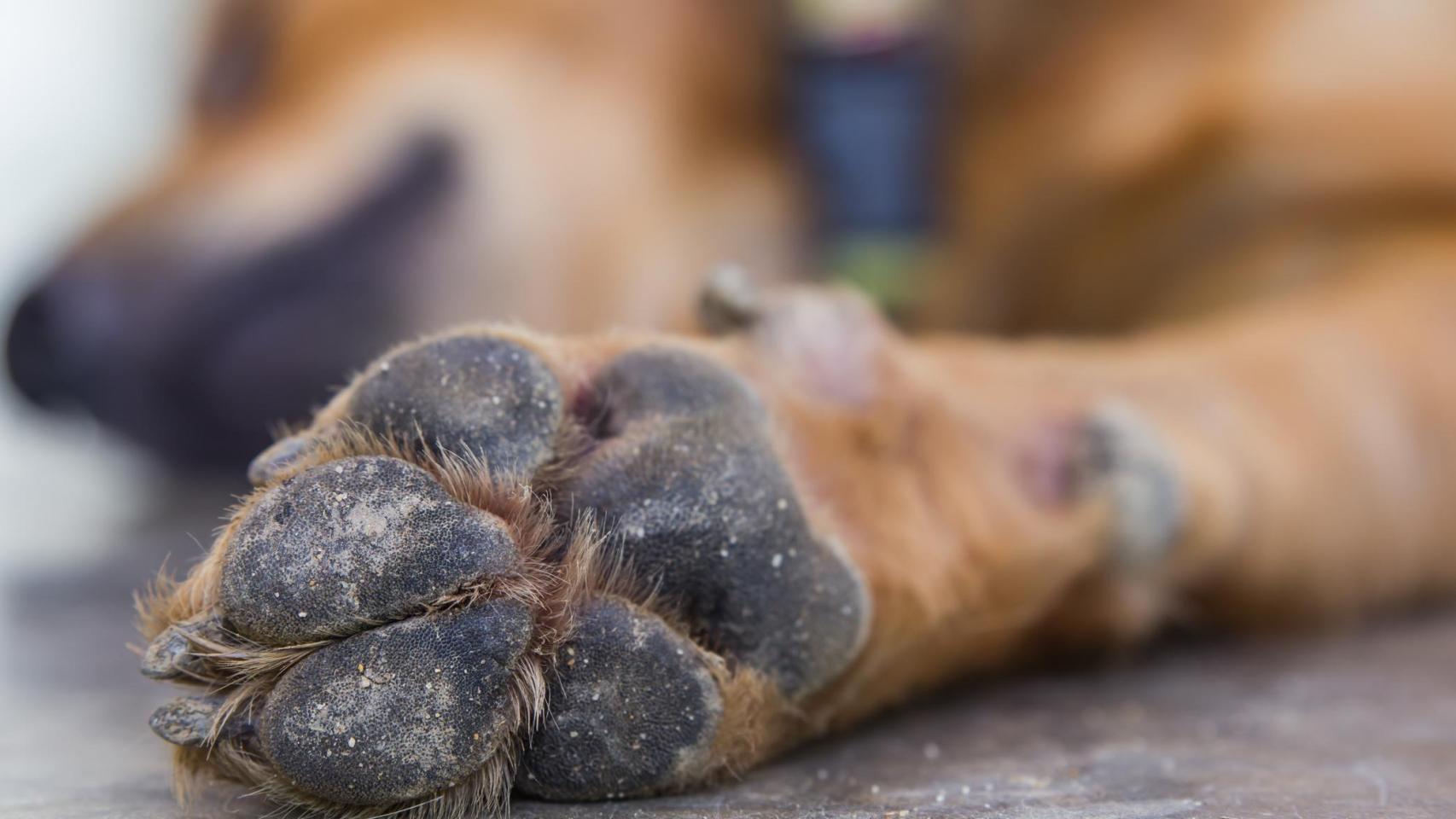 La receta casera para cuidar las almohadillas de tu mascota: "Este ...