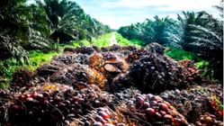 Cek Harga CPO: Mengapa Harga CPO di KPBN Bertahan di Rp 13.211? Bedah ...