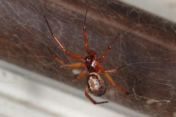 Britain's 'most dangerous' spider set to invade UK homes