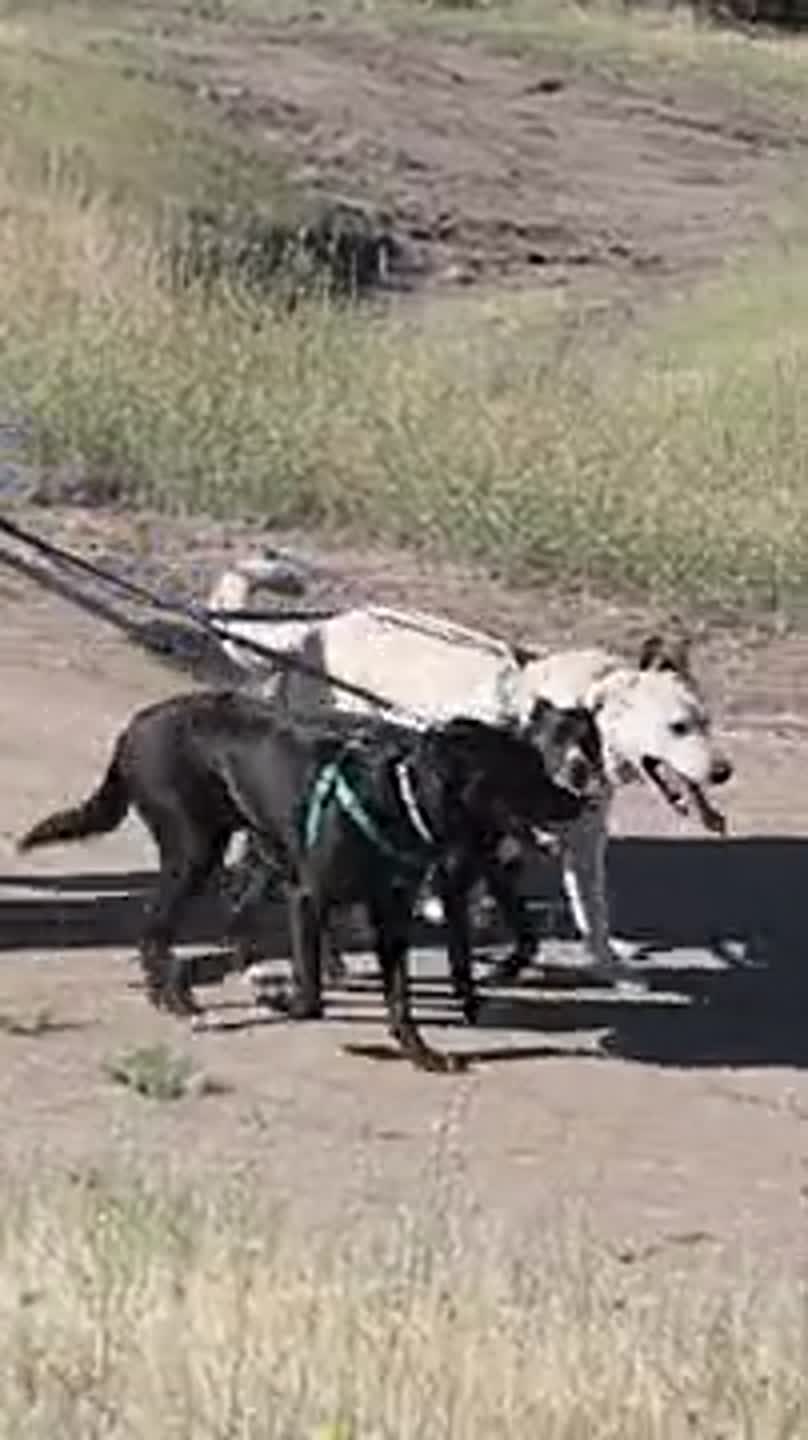 New business takes dogs on hiking adventures in Boise Foothills