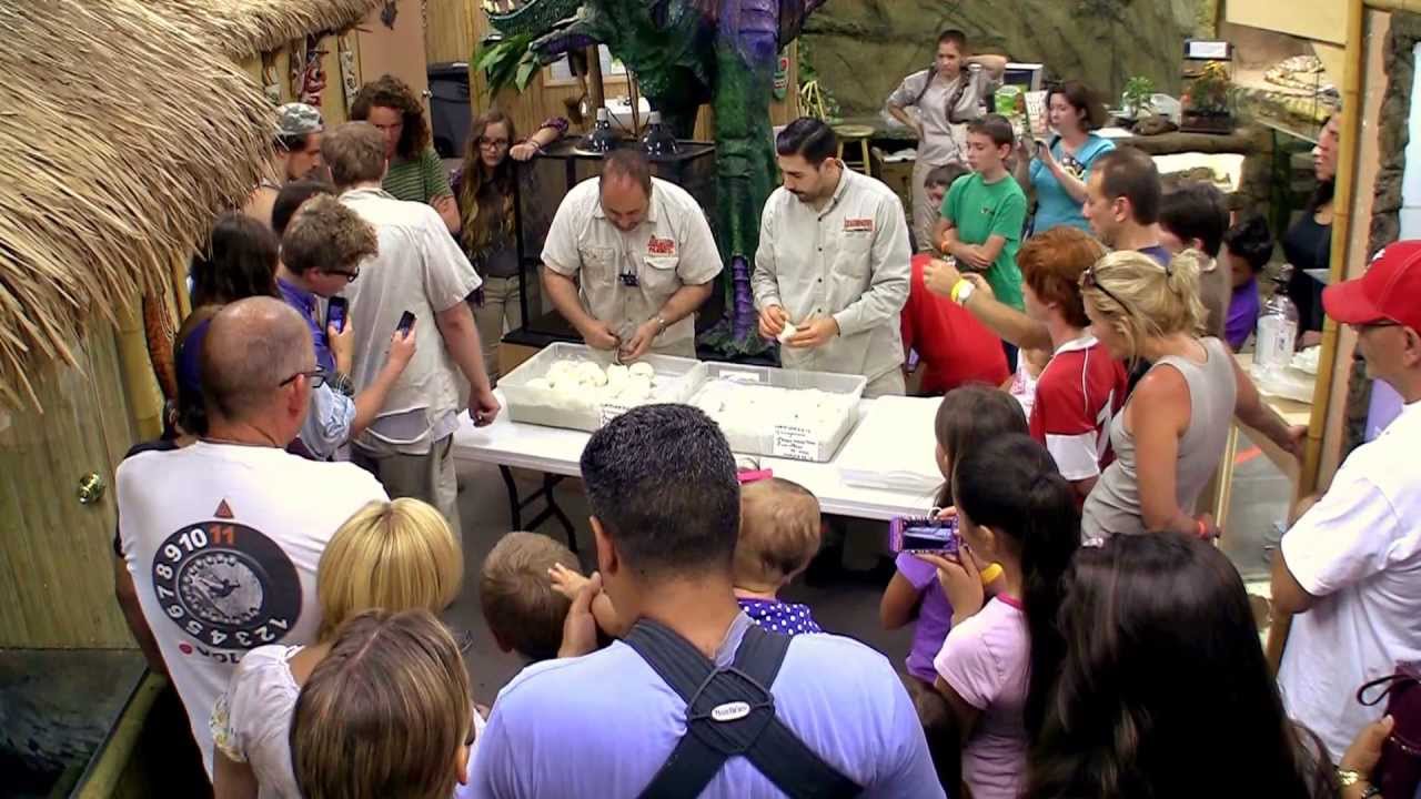 Python Birthday at The Reptile Zoo