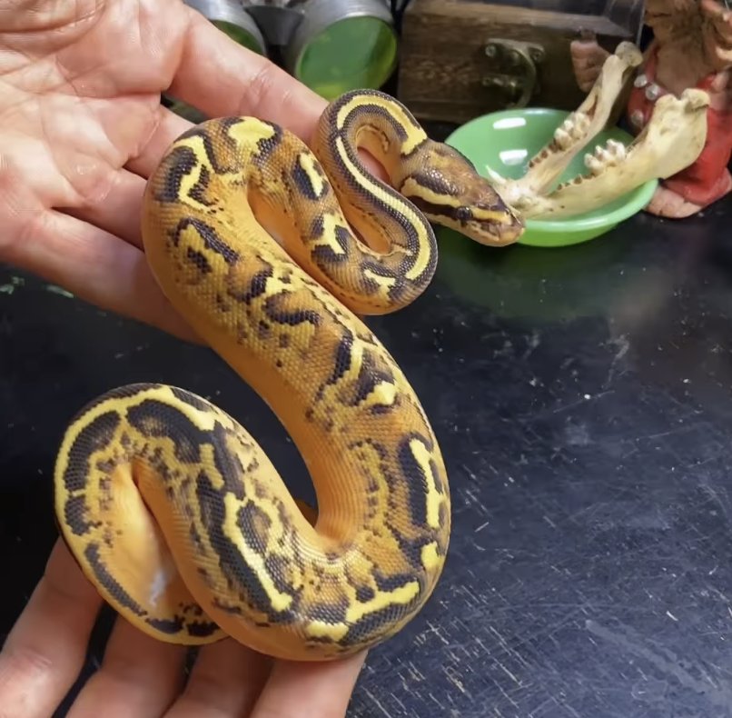 It was sold to me as a female. Is it a Female?