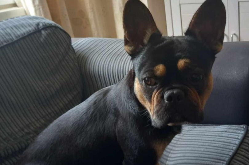 Dog dies after common mistake made at doggy daycare during heatwave