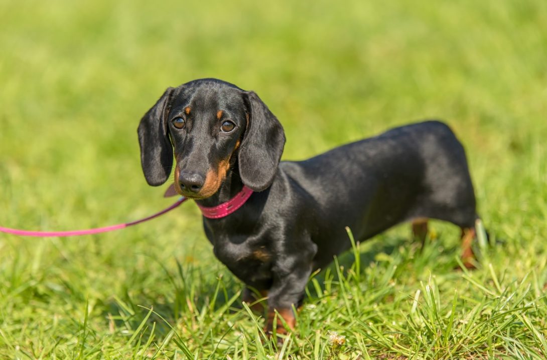 Veterinarian Reveals 5 Dog Breeds He’d Never Own: “They Will Literally ...
