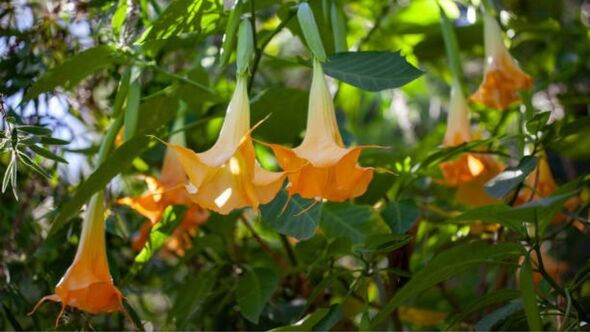 The 9 plants that will leave your garden smelling wonderful at night