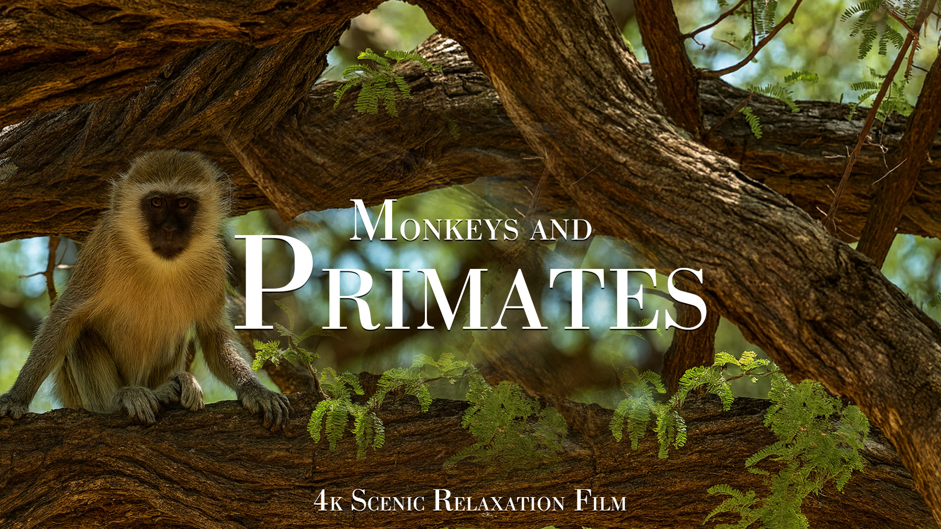 Así son los monos y simios de África en 4K