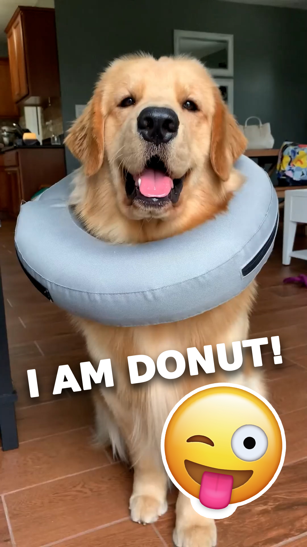 My Dog Looks Like a Donut with Collar On