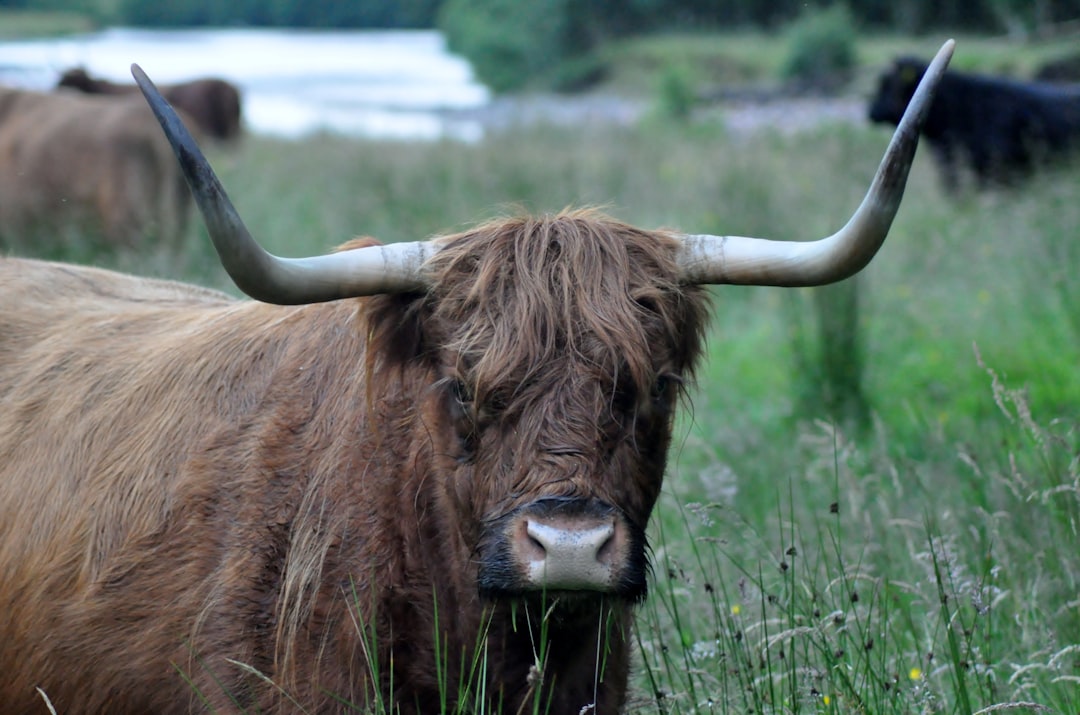 7 Animals Hollywood Made Look Dangerous - But Aren't