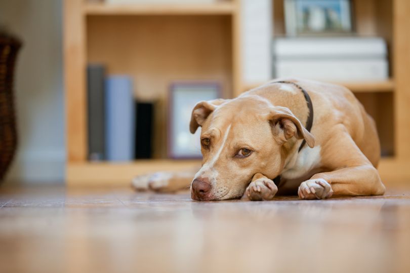 'I've been a vet for 10 years and these are the best dog breeds'