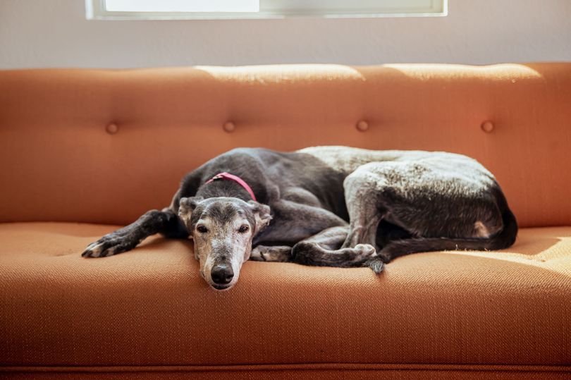 'I've been a vet for 10 years and these are the best dog breeds'