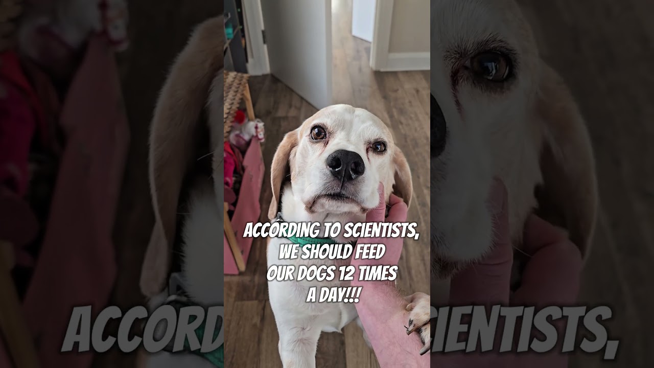 Beagles pretending to be scientists for extra treats