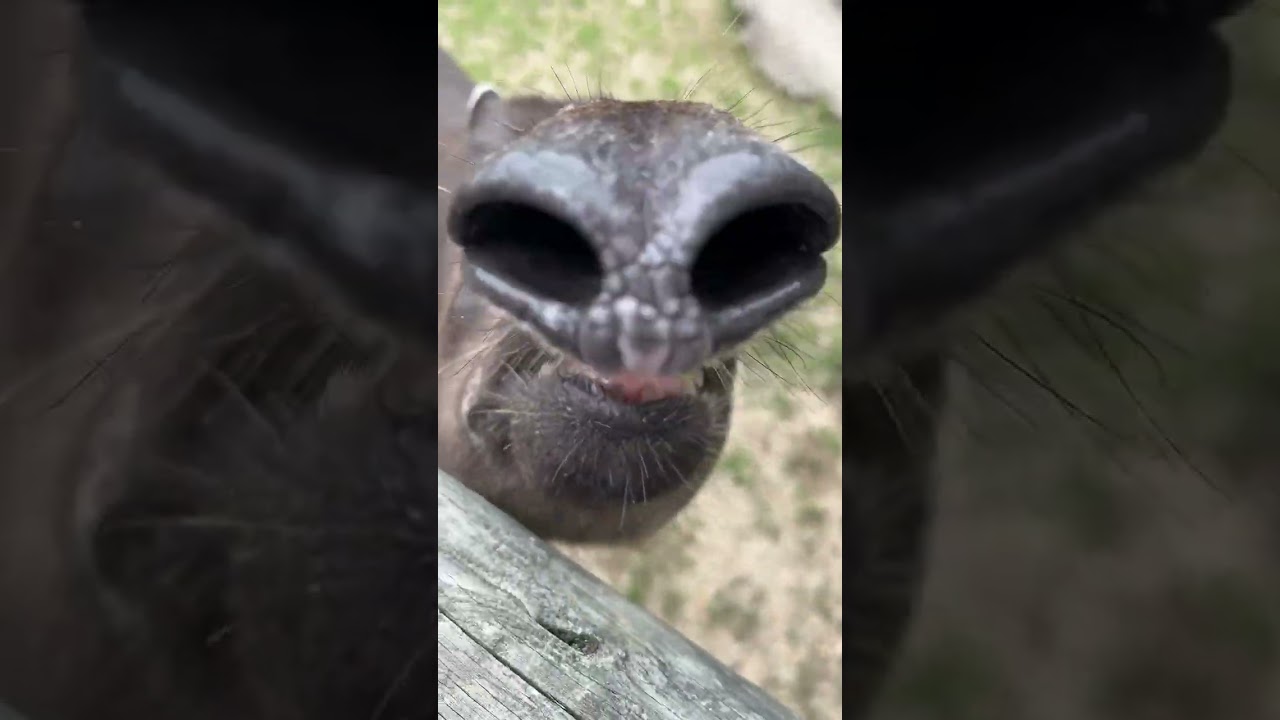 Brazilian Tapir Shares Sweet Moments and Snuggles