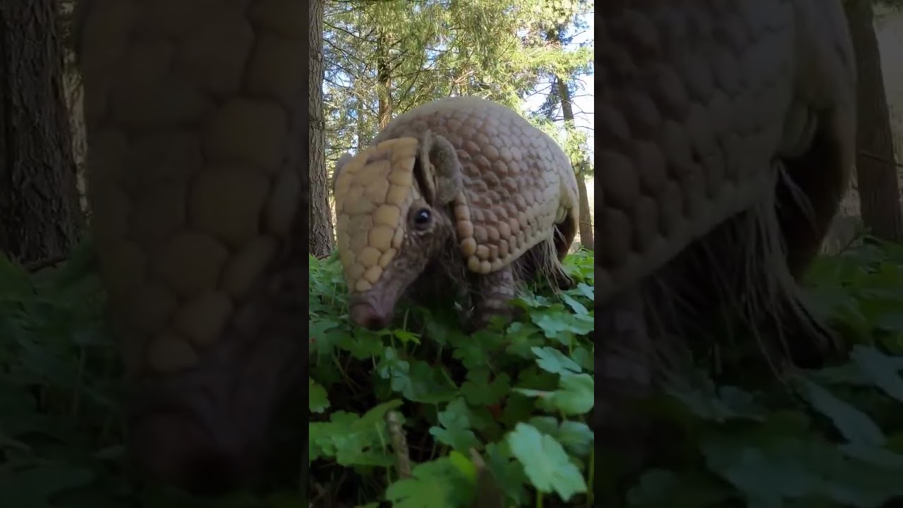 Armadillo wanders slowly across the leafy ground