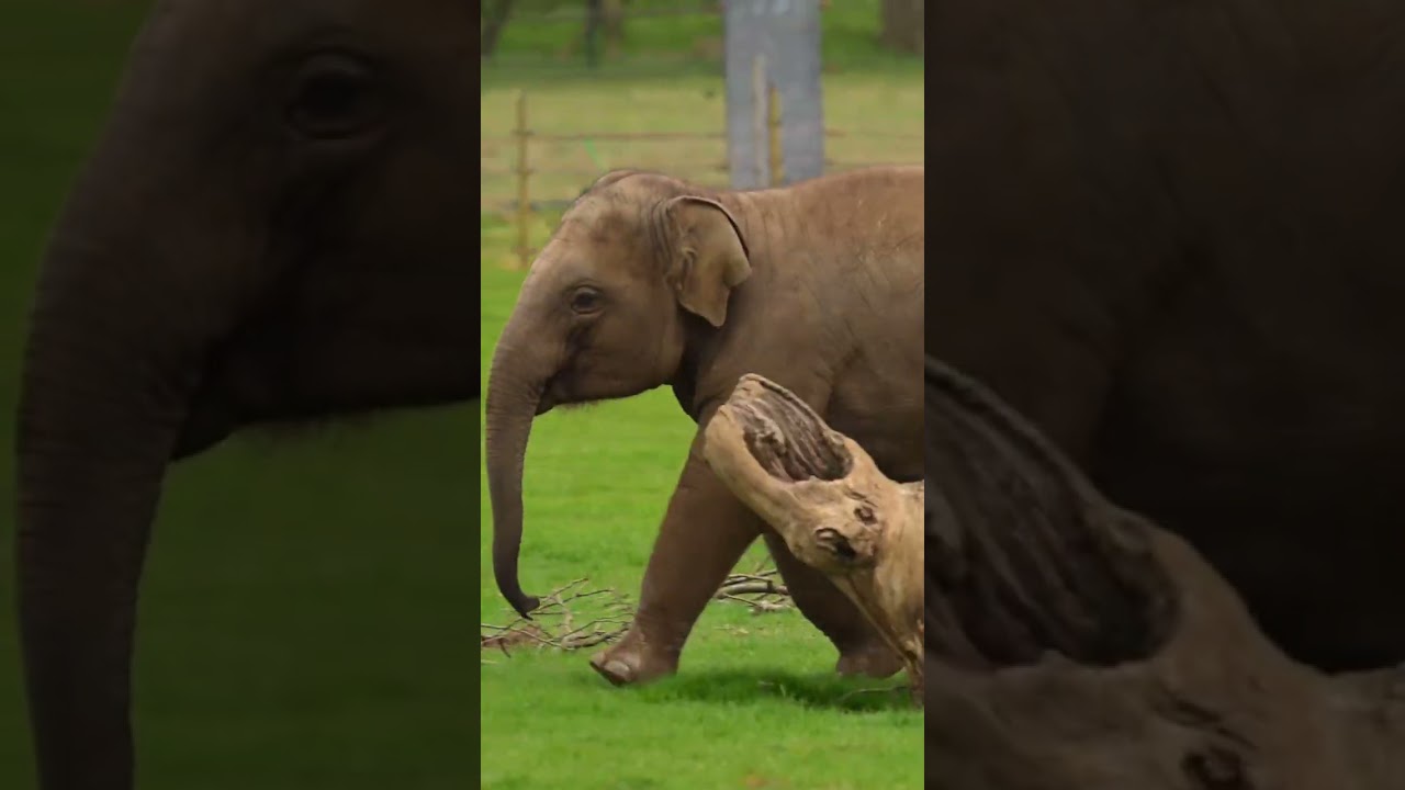 Baby Asian elephant delights visitors with cuteness
