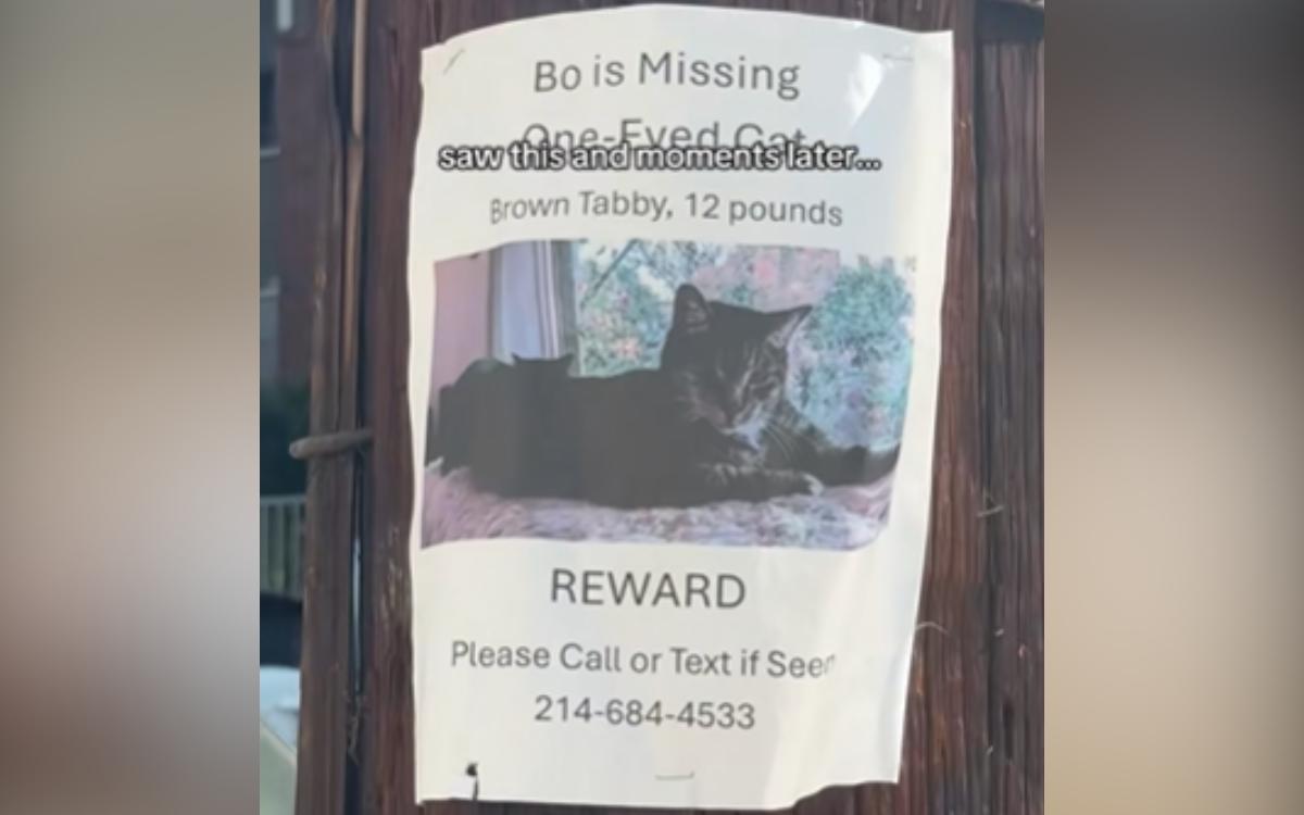 Cat goes missing with family fearing worst, 4 months later they get a text
