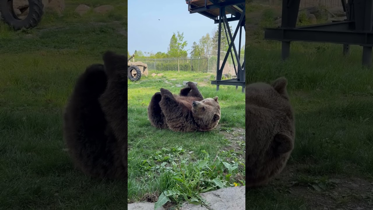 Bear lounges contentedly after a long day