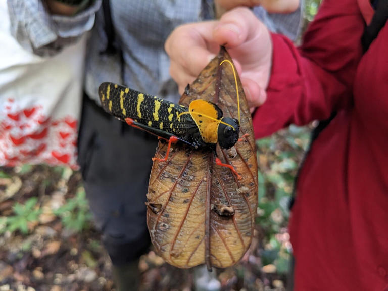 DNA from rainwater provides a window into tropical canopy biodiversity