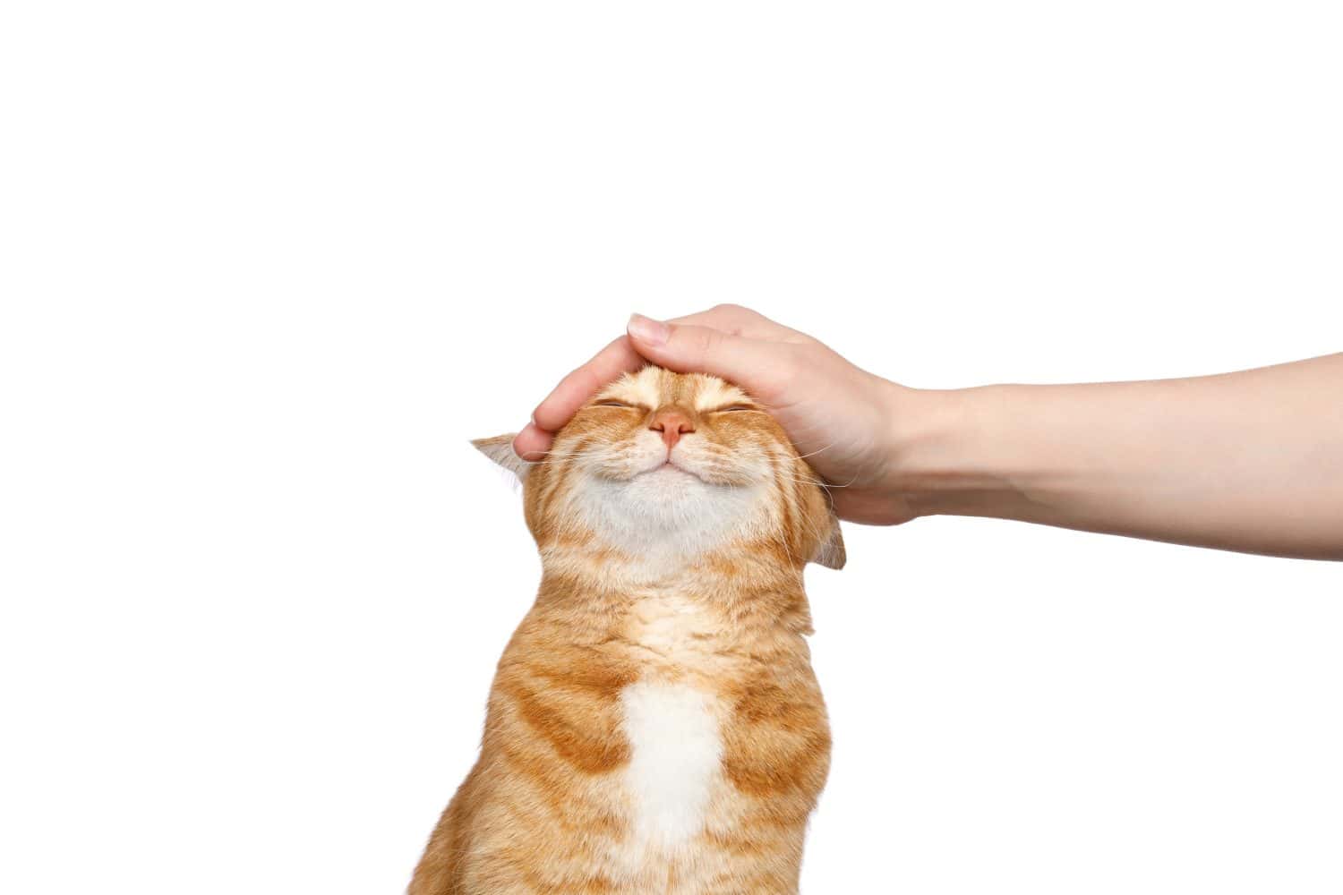 6 of the Best Pets for Introverted People