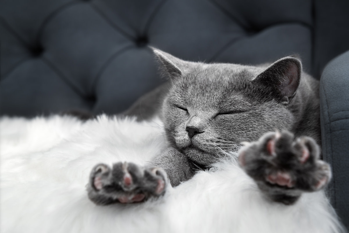 Gray Kitten With Extra Toe Beans Looks Like ‘Thumbs Hanging on Jeans ...