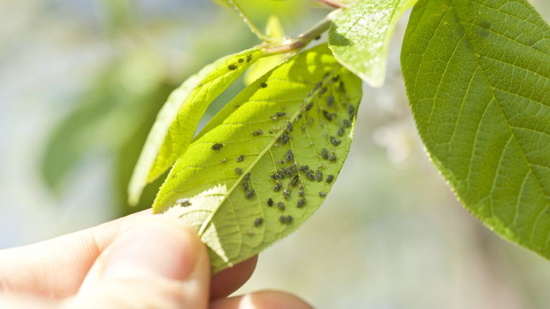 This May Be The Real Reason Your Plants Are Covered In Aphids