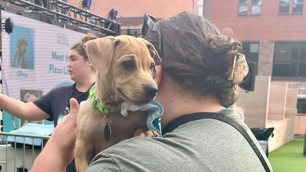 Wags & Walks celebrates successful adoptions at Nashville Yards ...
