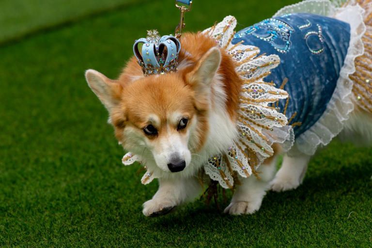 Hundreds of adorable corgis compete to be top dog in international ...
