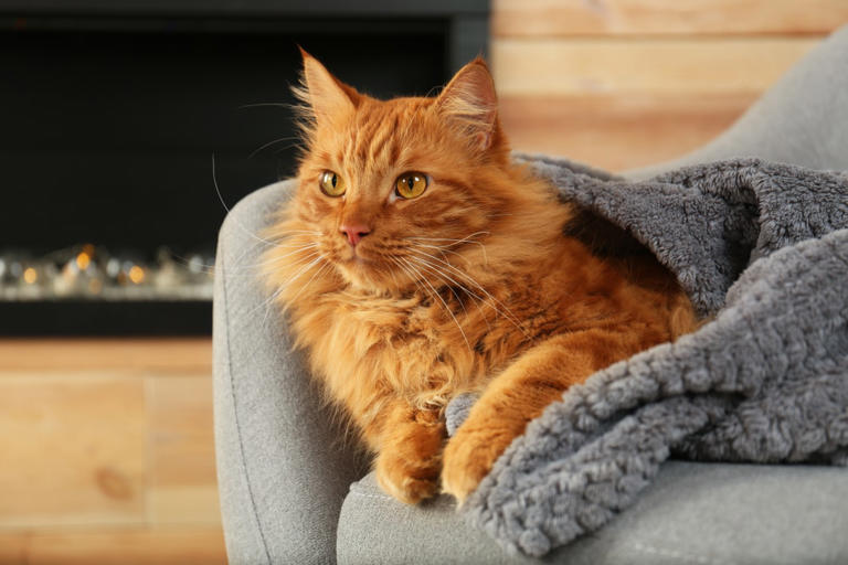 Is your pet getting anxious when left alone? Vet shares 5 tips to ease ...