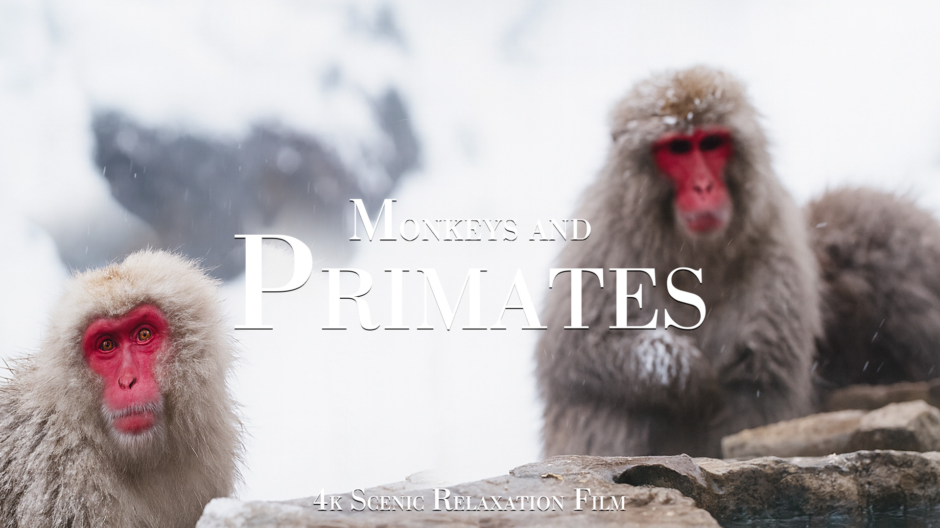 Monos de la India y macacos japoneses en 4K