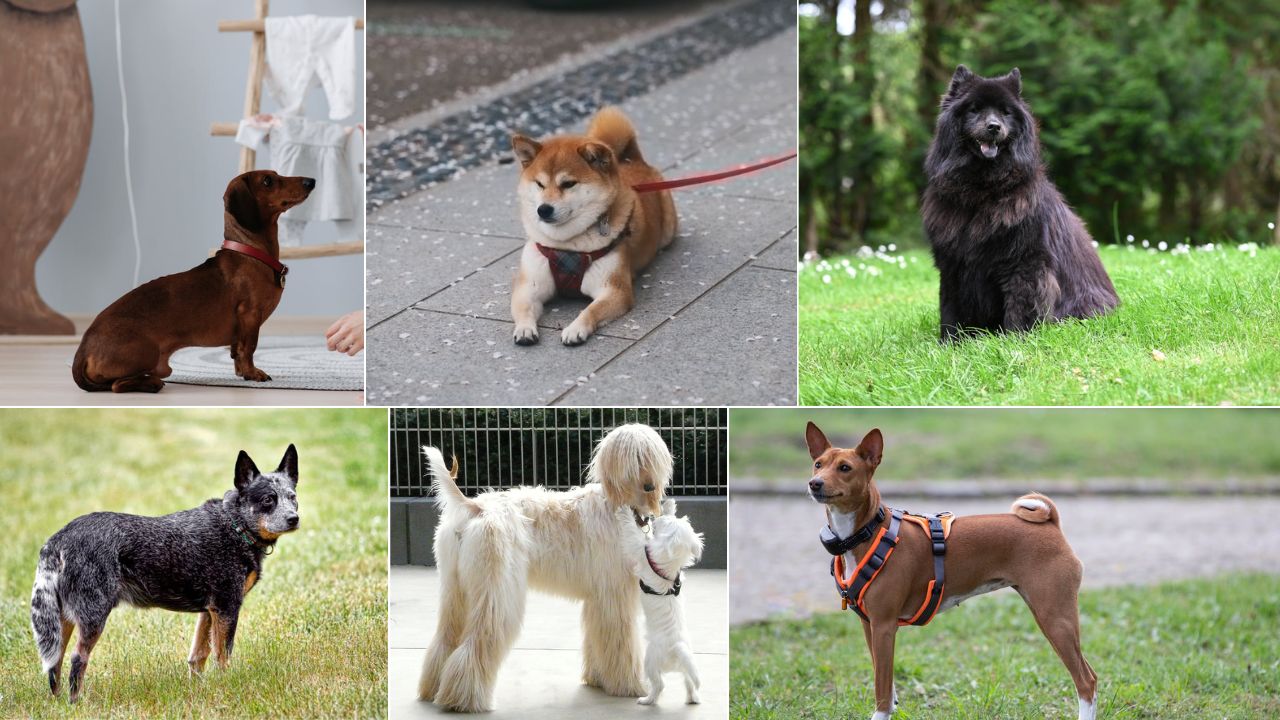 12 Dog Breeds That Are Surprisingly Hard to Train (Not Ideal for First ...