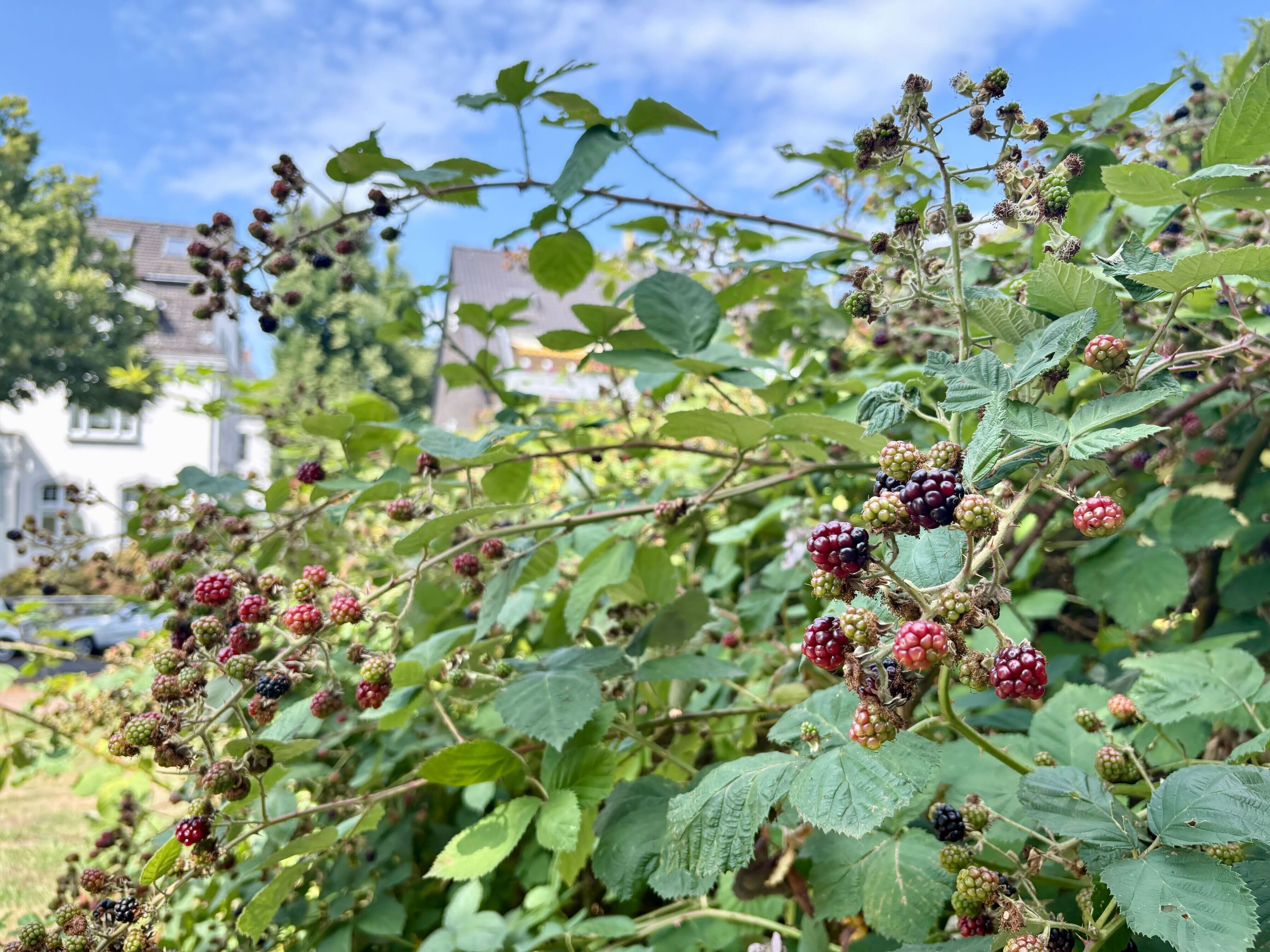 Beeren von echt lecker bis hoch giftig