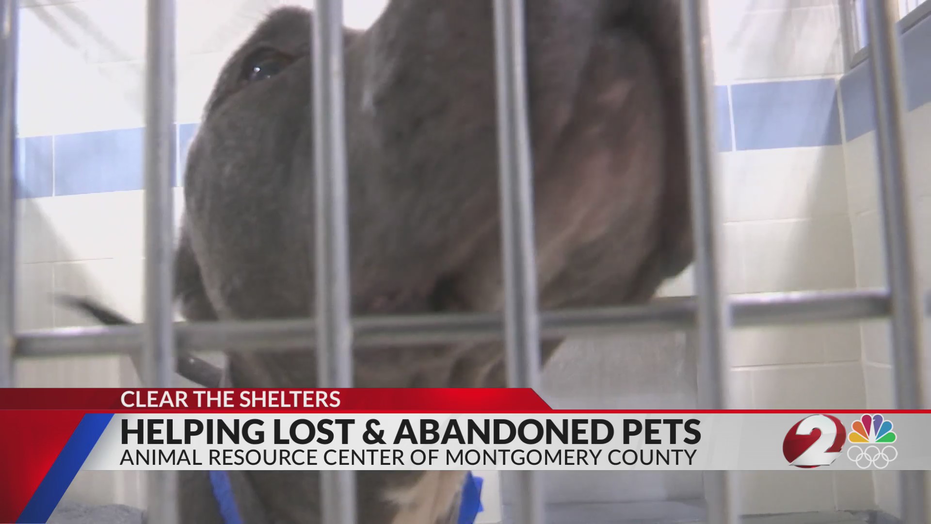 PHOTOS: Clear the Shelters event finds homes for local animals