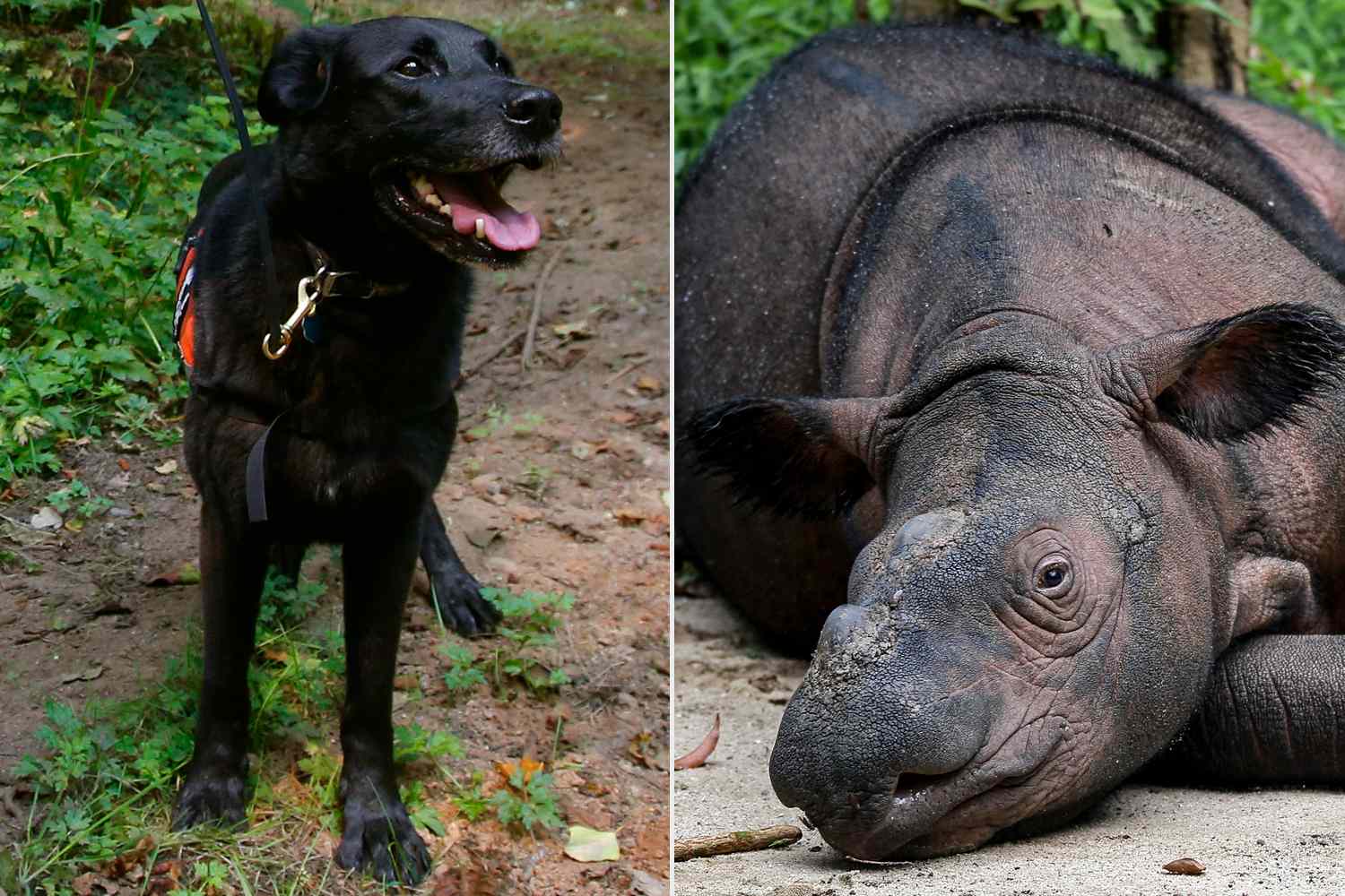 Trained Scent-Detection Dogs May Have Found a Lost and ‘Critically ...