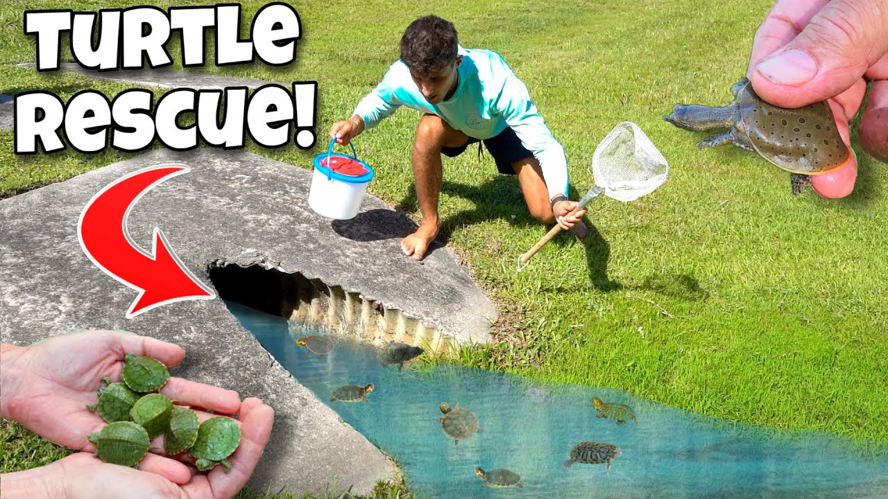 Rescuing Baby Turtles Trapped In A Puddle