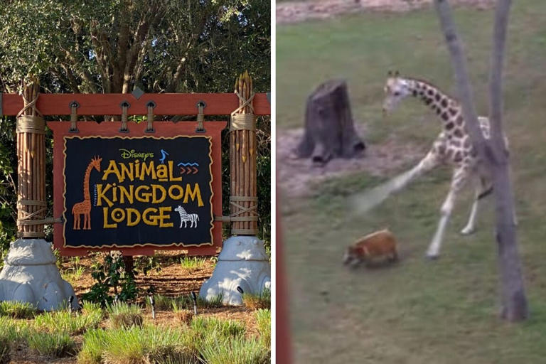 Giraffe Aggressively Chops Hog in Video from Disney’s Animal Kingdom ...