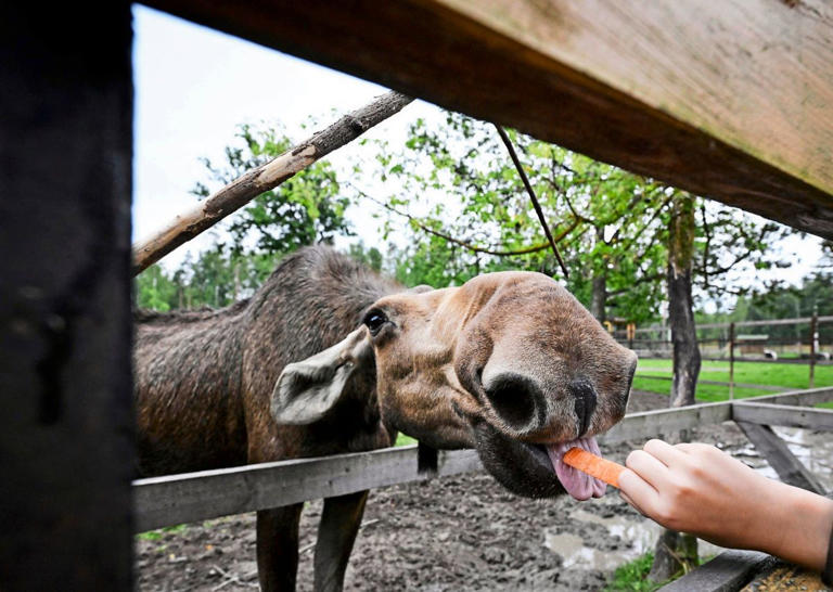 Eingewanderter Elch "Emil" in der Nähe von Wien gesichtet
