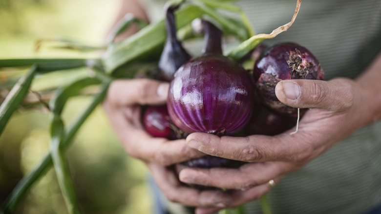 They're Clearly Purple, So Why Do We Call Them Red Onions?