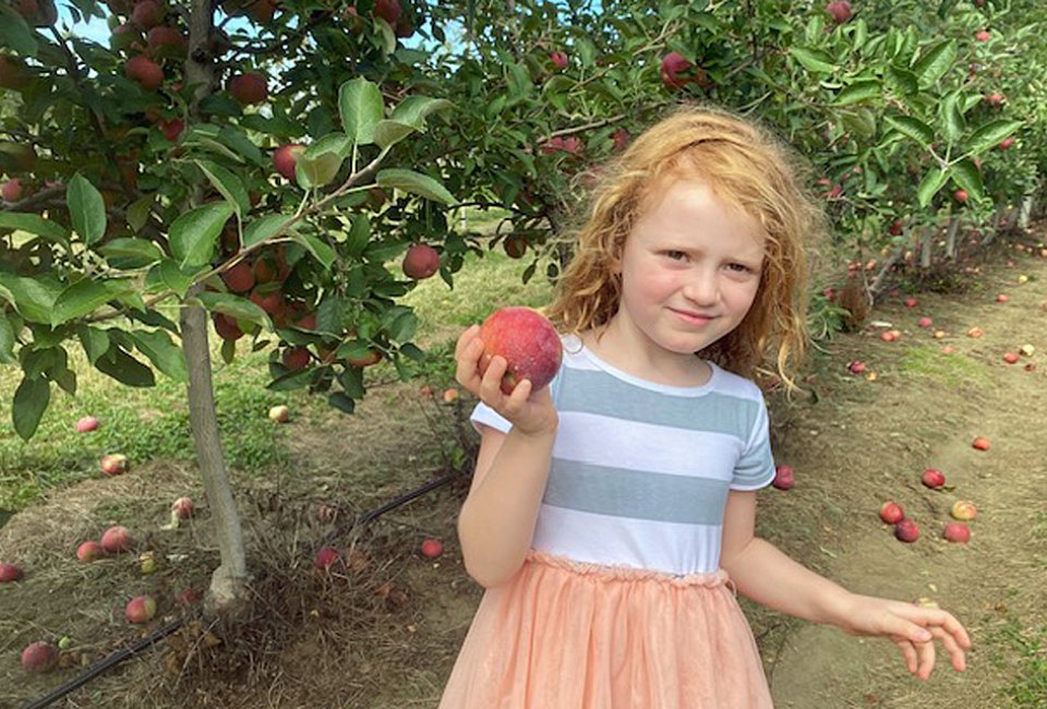 Apple Picking in New Jersey: Best Apple Farms and Apple Festivals for ...
