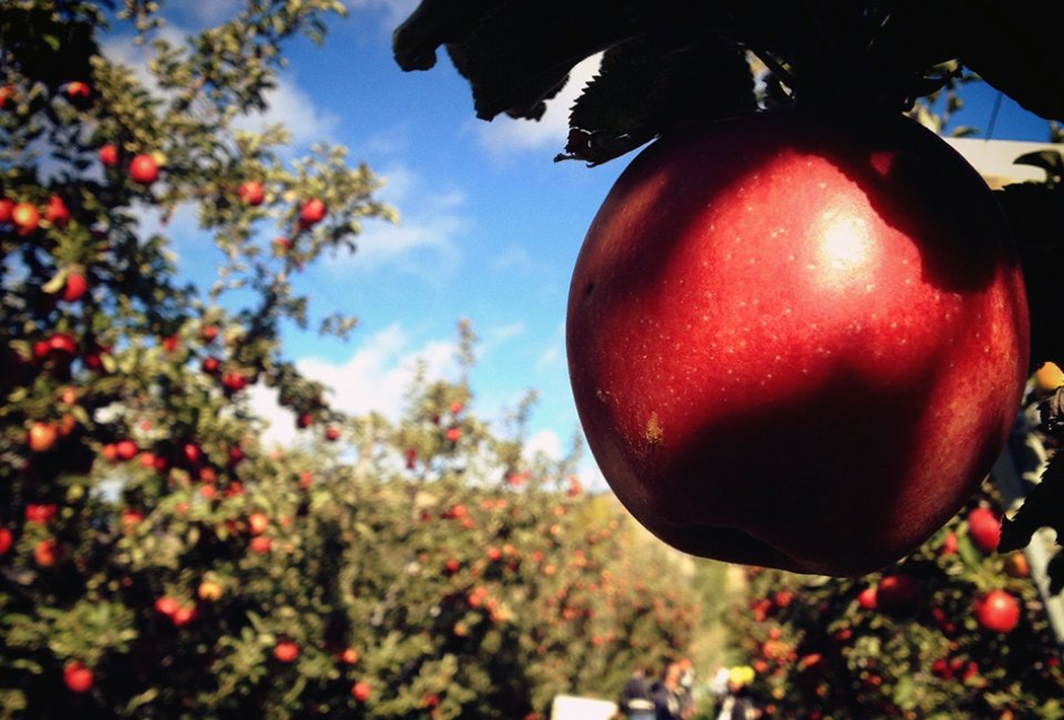 Apple Picking in the Hudson Valley: Best Apple Farms and Apple Festivals