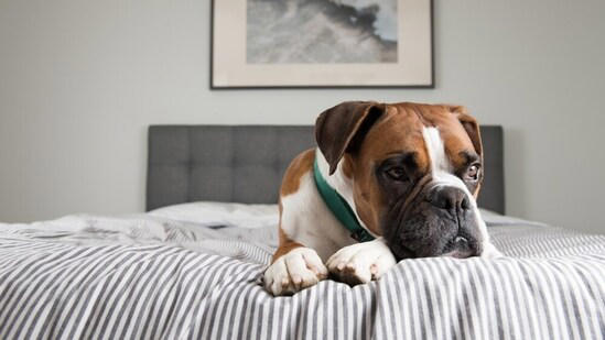 Is your pet getting anxious when left alone? Vet shares 5 tips to ease ...