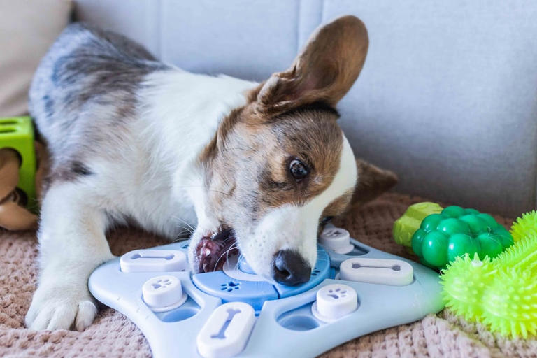 Is your pet getting anxious when left alone? Vet shares 5 tips to ease ...