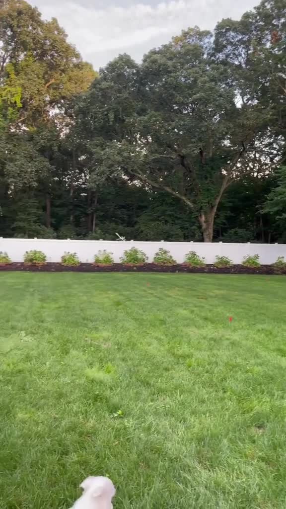 Watch My Three-Legged Dog Outsmart a Flying RC Plane