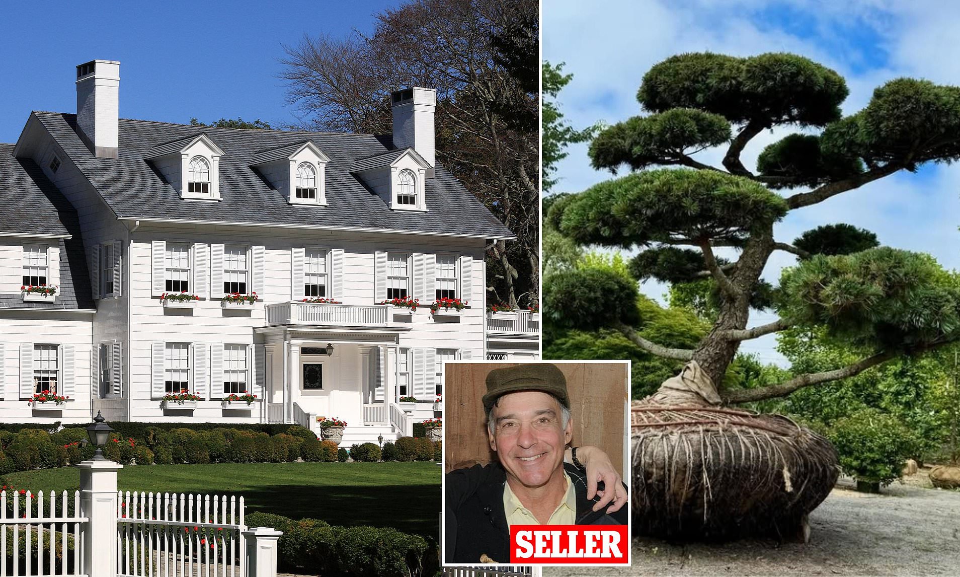 The $58,000 tree that Hamptons residents are fighting each other to ...
