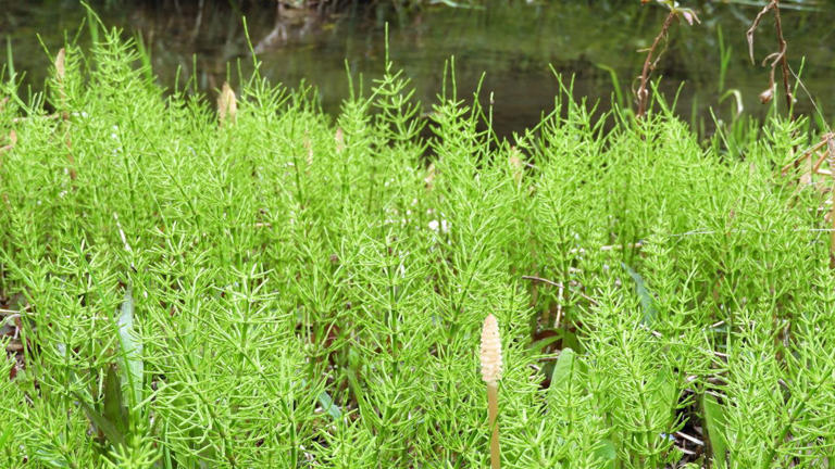 Horsetail is hard to eradicate, but garden experts recommend 5 methods ...