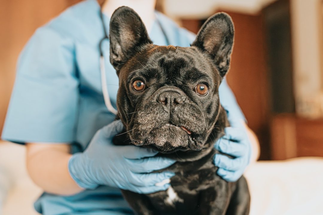 Veterinarian Reveals 5 Dog Breeds He’d Never Own: “They Will Literally ...