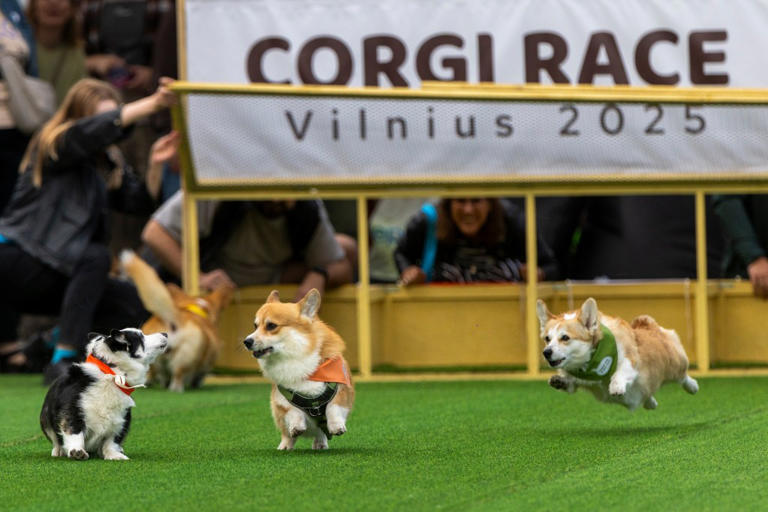Hundreds of adorable corgis compete to be top dog in international ...