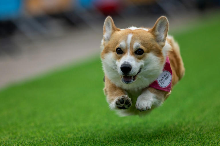 Hundreds of adorable corgis compete to be top dog in international ...